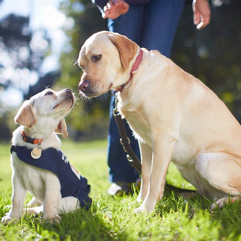 Day Training – Halo Dog Traning